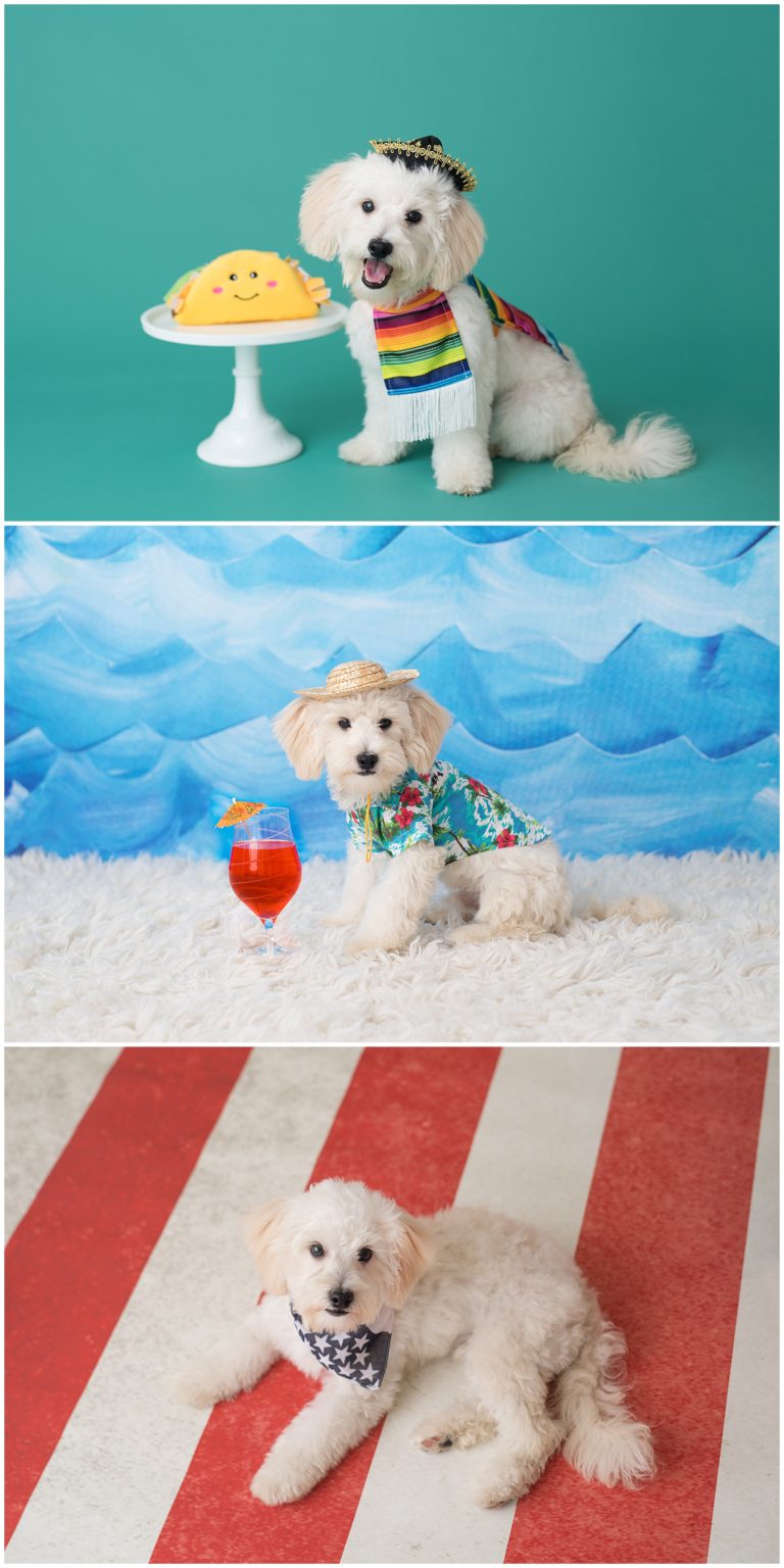 Henry | puppy calendar photos | Paige Walker Photography