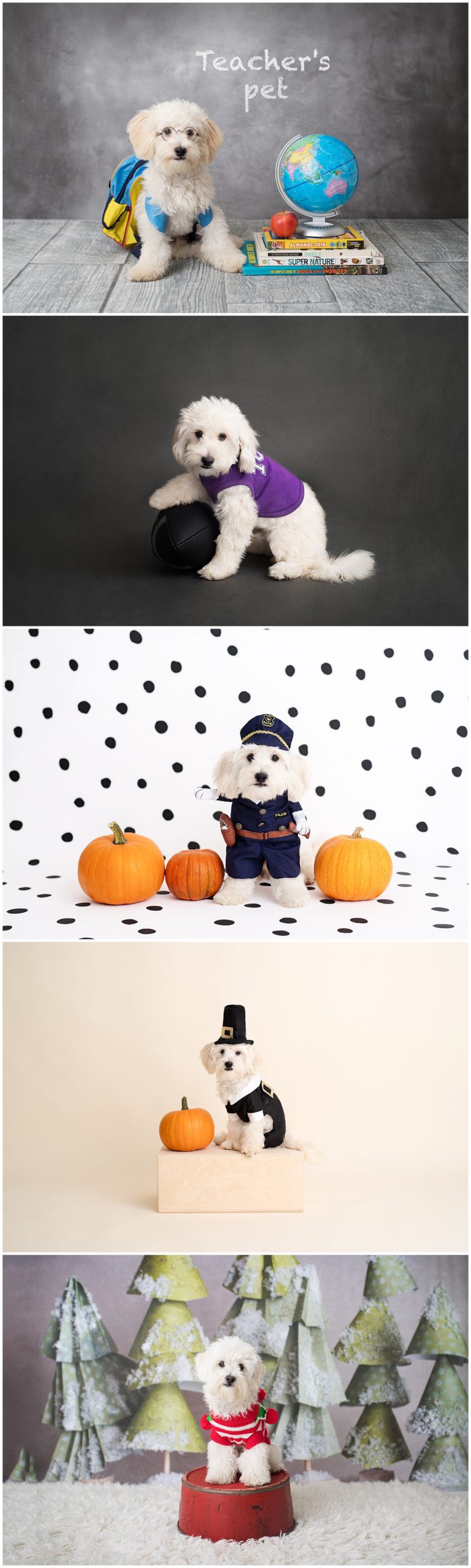 Henry | puppy calendar photos | Paige Walker Photography